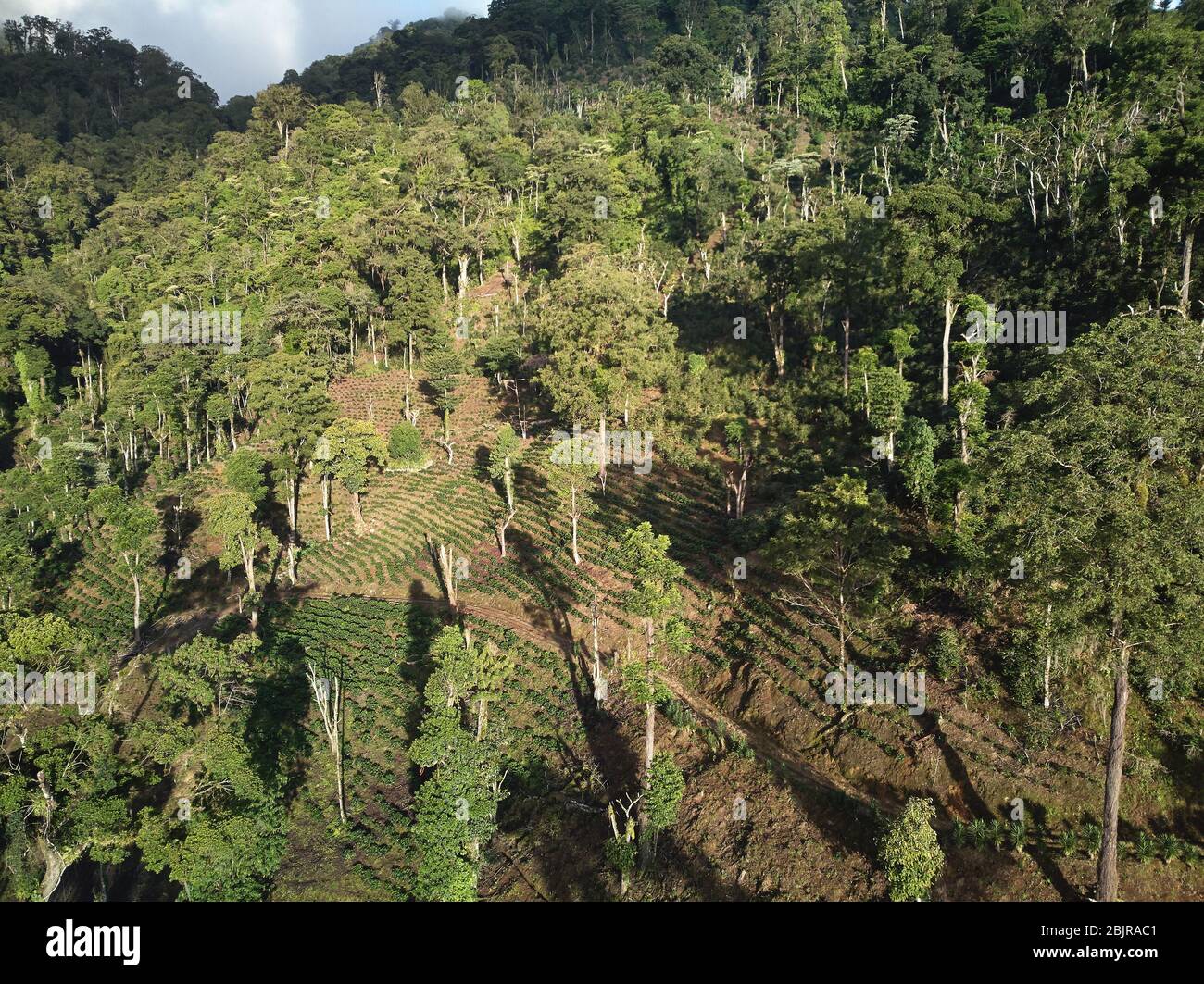 Aerial growth plants trees on hi-res stock photography and images - Alamy