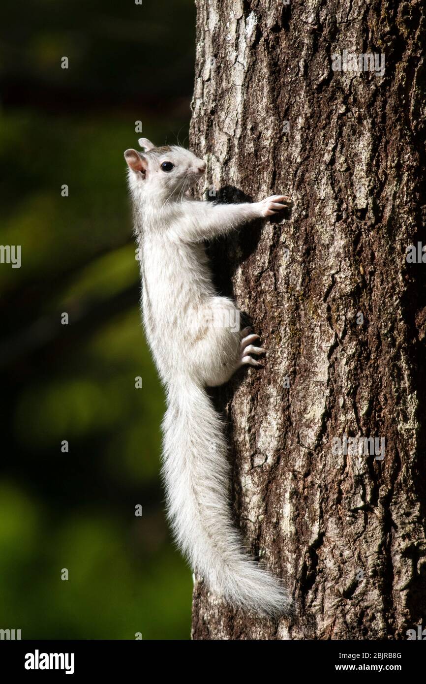 Rare color hi-res stock photography and images - Alamy