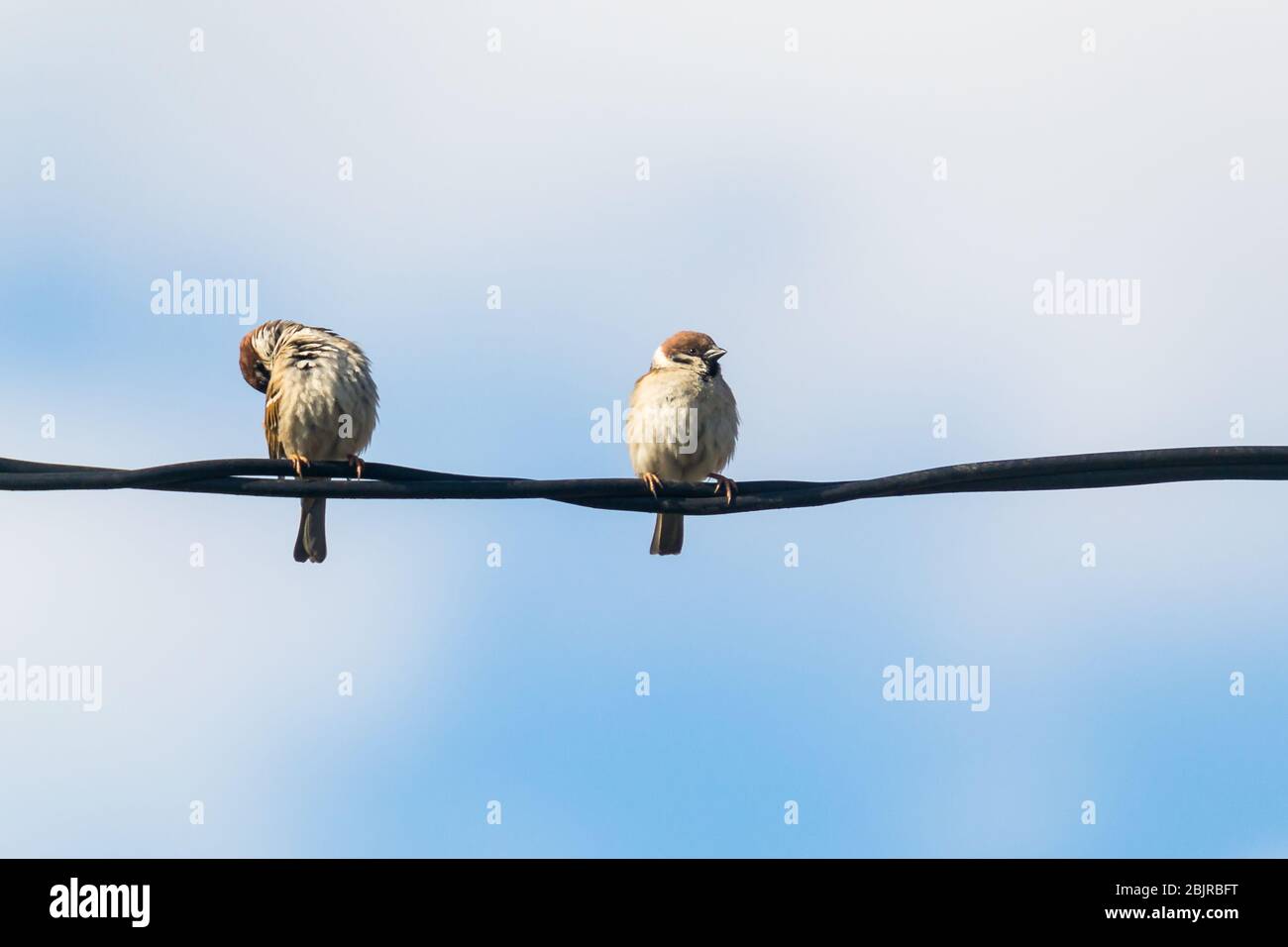 Two small birds hi-res stock photography and images - Alamy