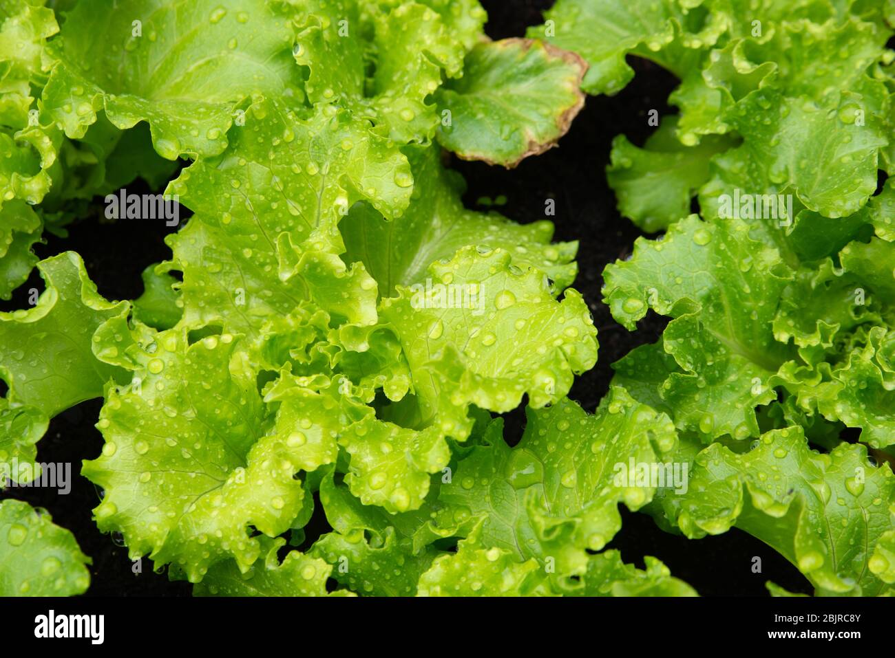 Blonde curly leaf lettuce Stock Photo - Alamy