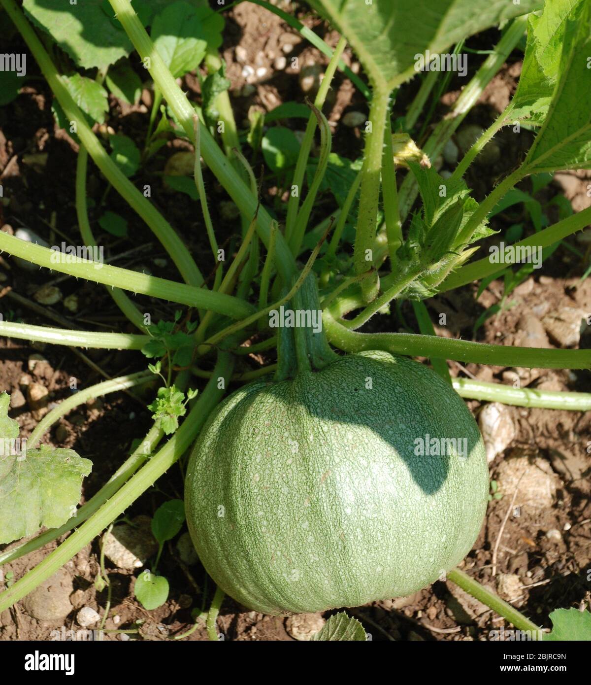 A round green courgette growing on a courgette plant, a few weeks ...