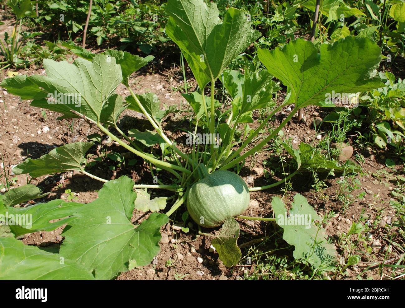 A round green courgette growing on a courgette plant, a few weeks ...