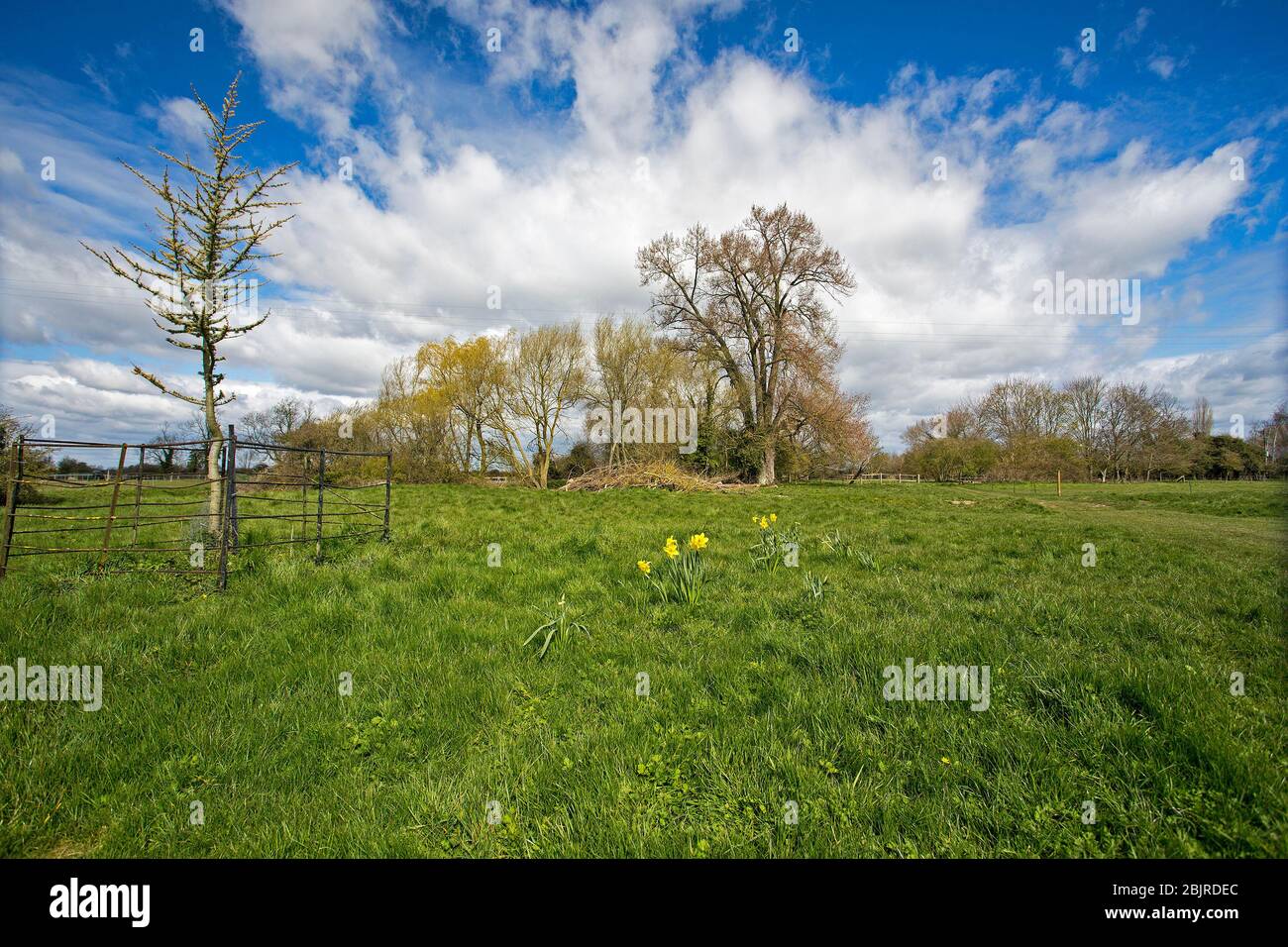 A field in early spring at East Hanney; April 2020 Stock Photo - Alamy
