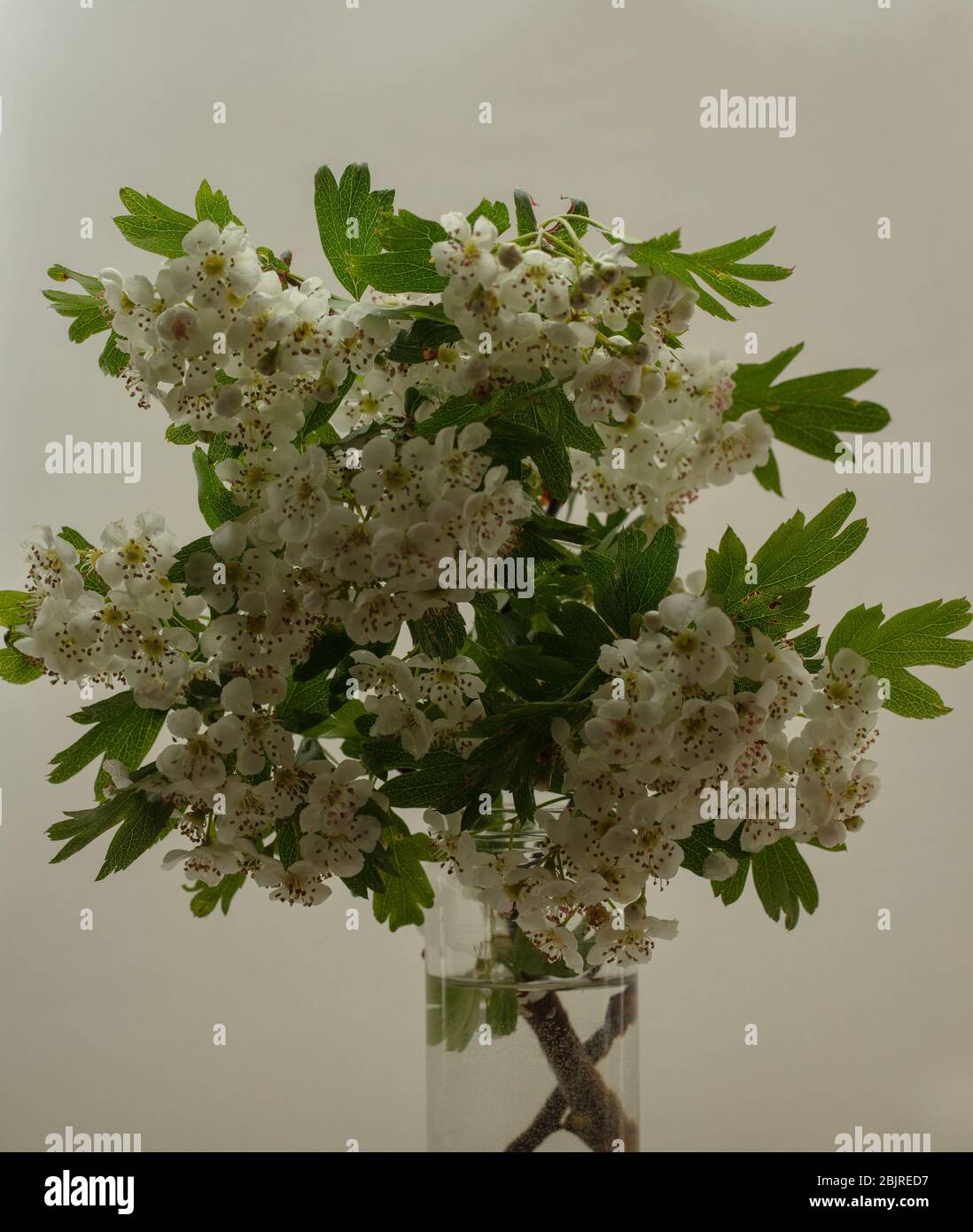 Hawthorn flowers in a glass vase against a single background colour ...
