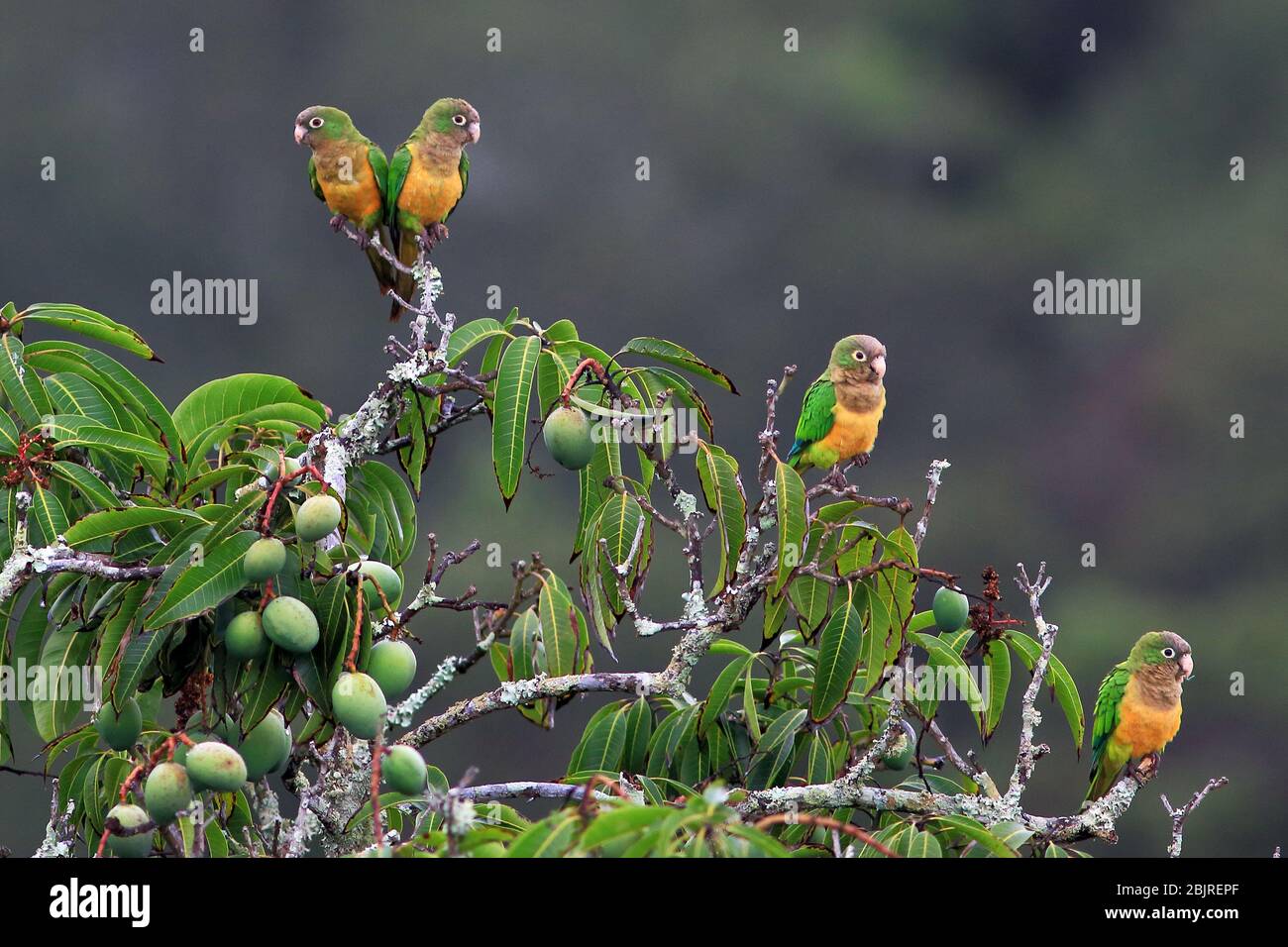 Bird on mango tree hi-res stock photography and images - Alamy