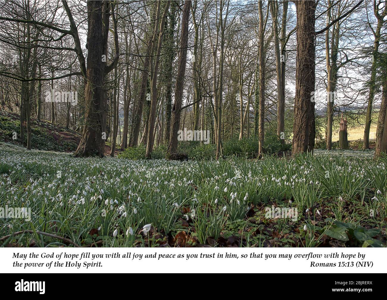 Christian tree of life hi-res stock photography and images - Alamy