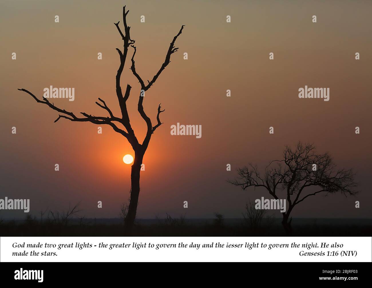 Tow leafless trees silhouetted against the red setting sun in South ...