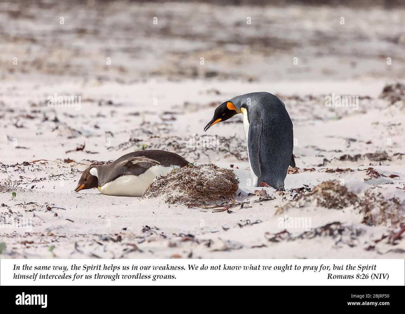 Two Penguins on a beach, one lying down the other behind looking on ...