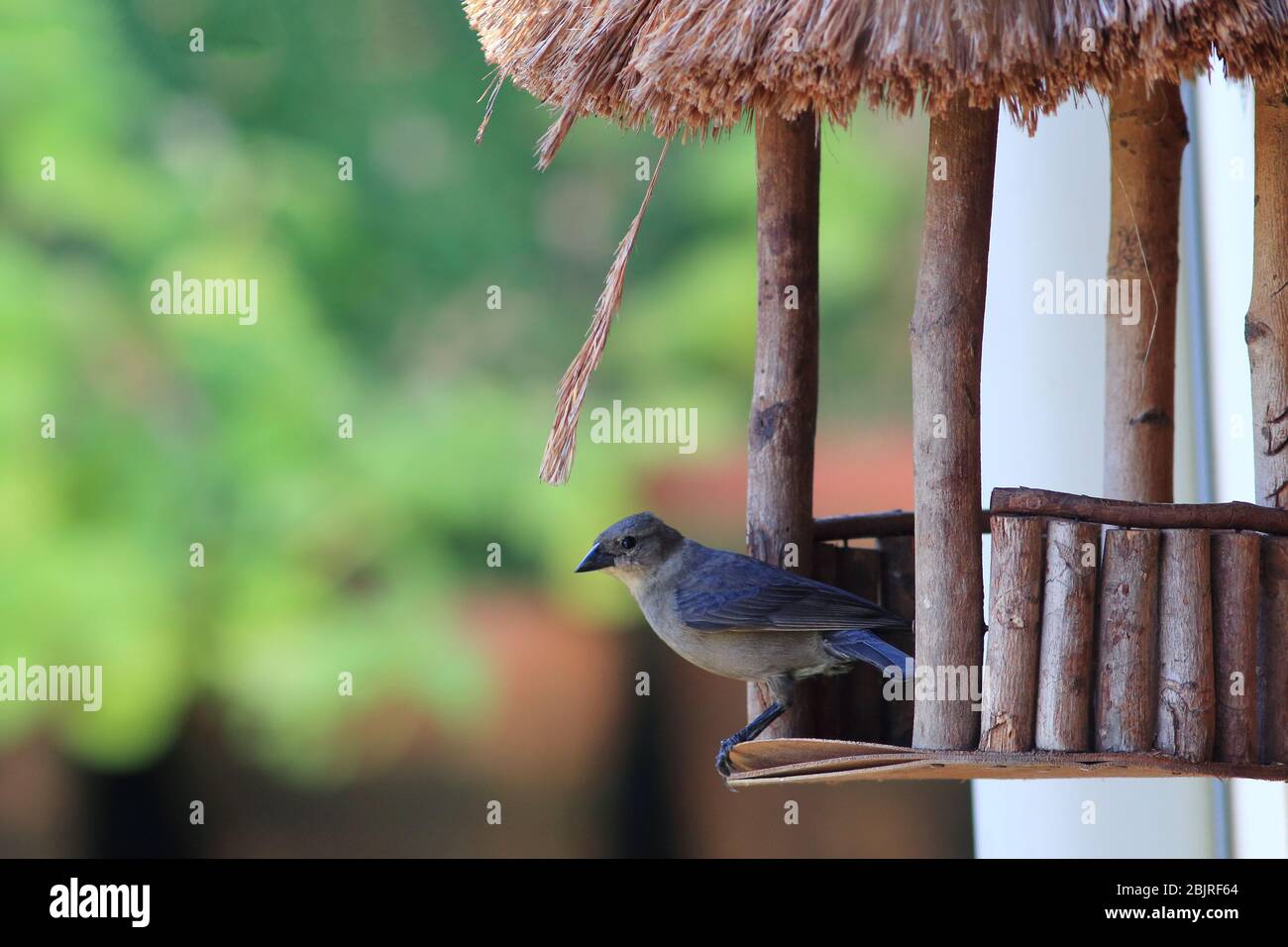 photo of bird inside a house with space next to it to write text Stock ...