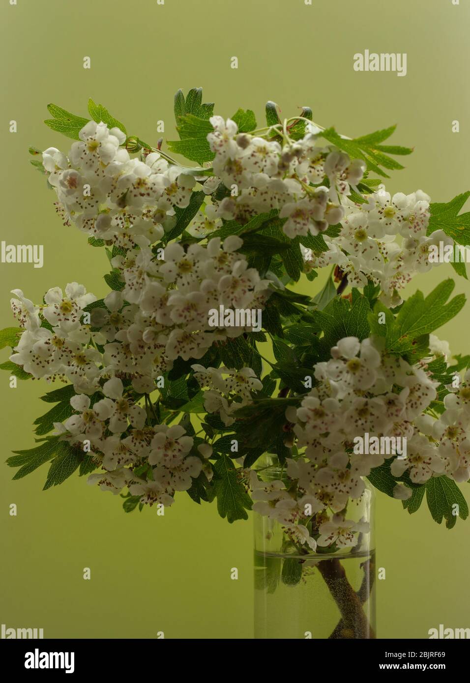 Hawthorn flowers in a glass vase against a single background colour ...