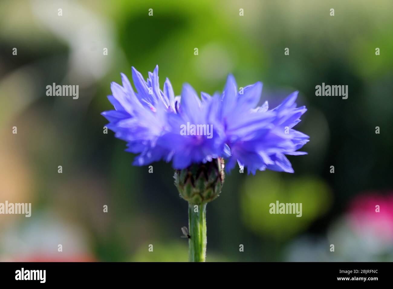 Beautiful flowers in the garden, Germany Stock Photo - Alamy
