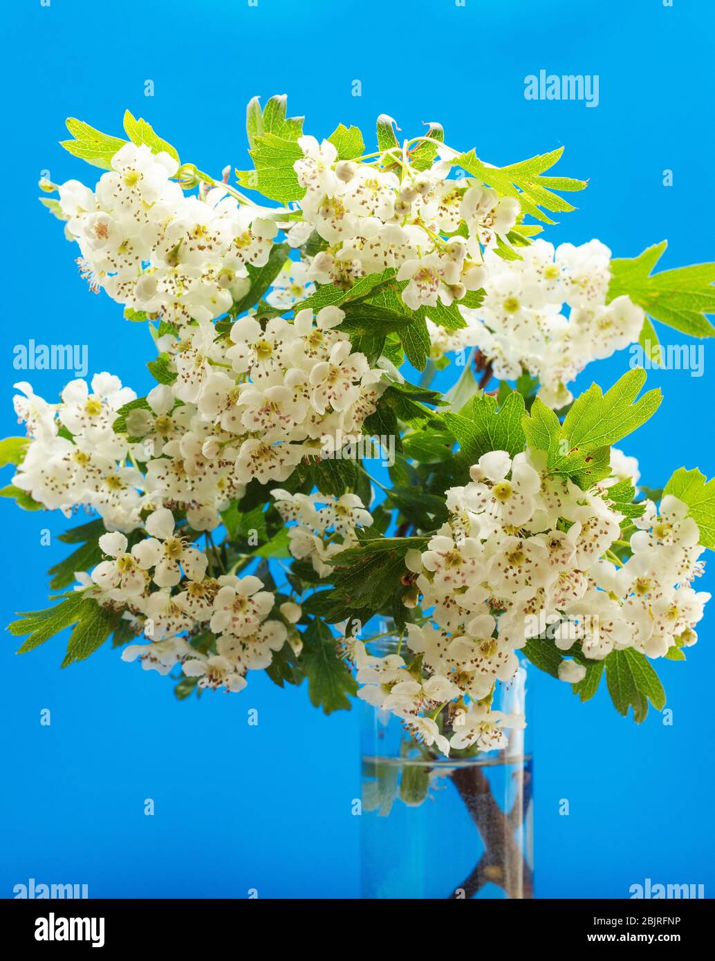 Hawthorn flowers in a glass vase against a single background colour ...