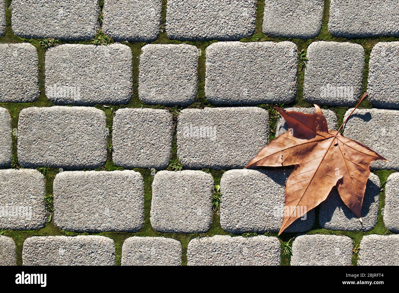 a maple leaf lying on a stone paved path Stock Photo - Alamy