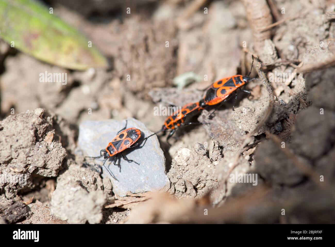 Mediterranean red bugs (Scantius aegyptius): an individual passing a ...