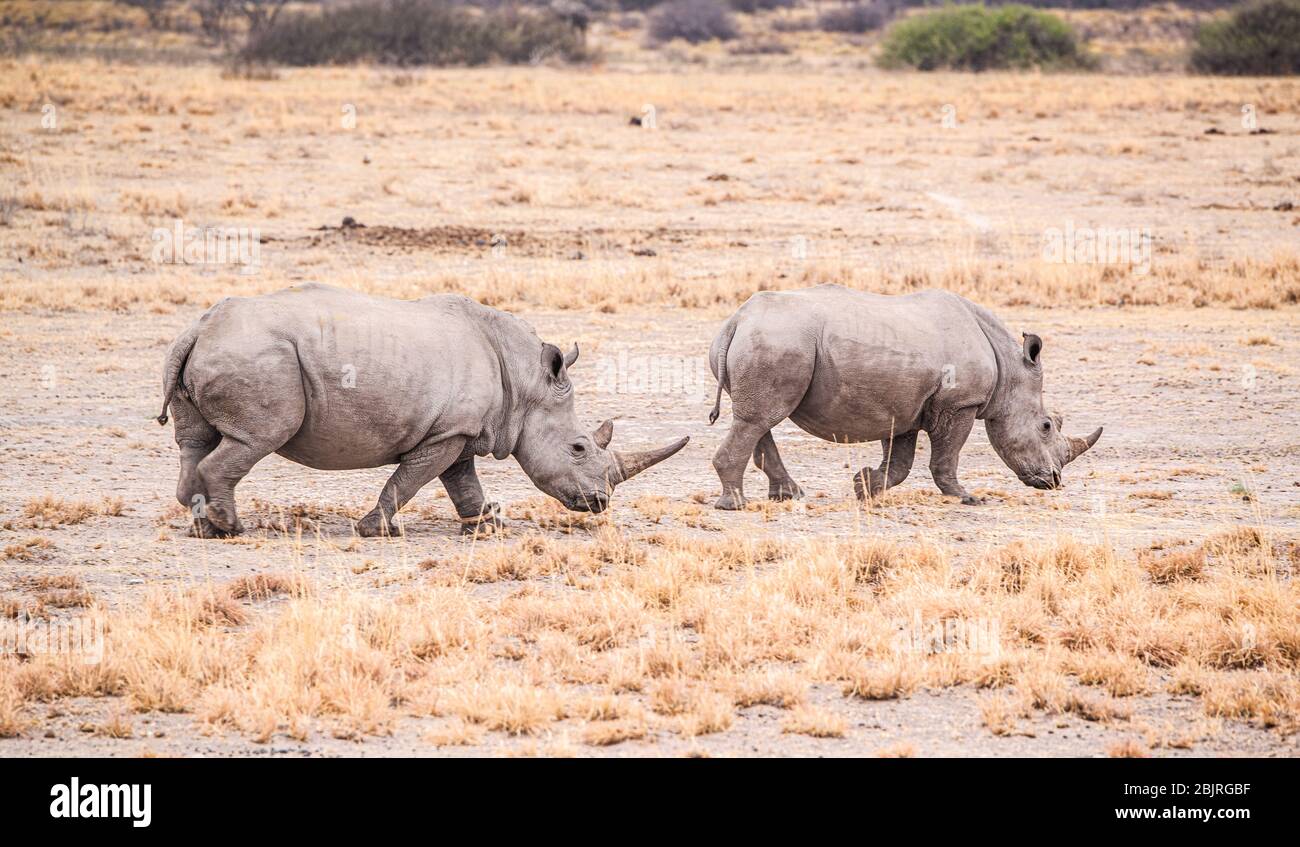 White Rhinoceros spotted in the Khama Rhino Sanctuary, Botswana, during ...