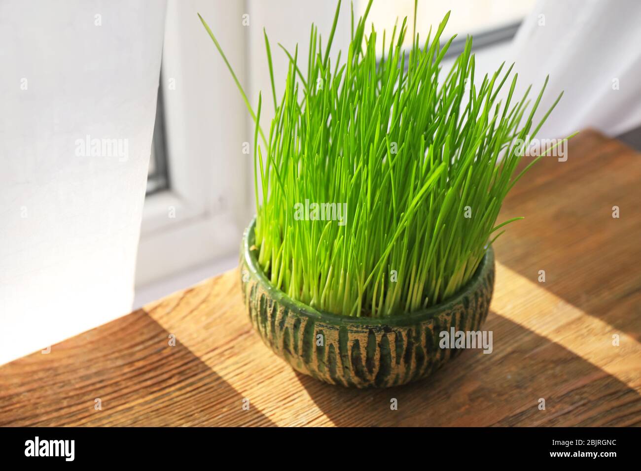 Pot with wheat grass on table near window Stock Photo - Alamy