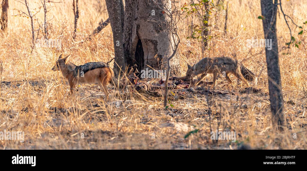 Two Jackals (Canis mesomelas) spotted in the Hwange National Park ...