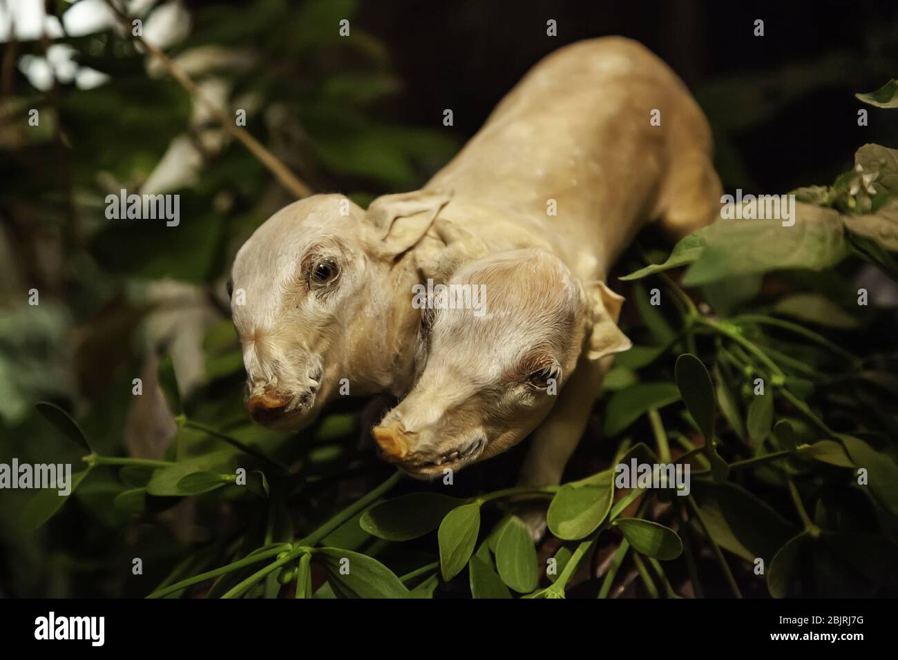 Objects for witchcraft, detail of superstition and satanism, belief ...