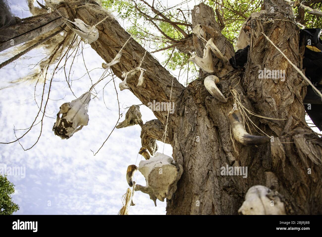 Skulls and bones on tree hi-res stock photography and images - Alamy