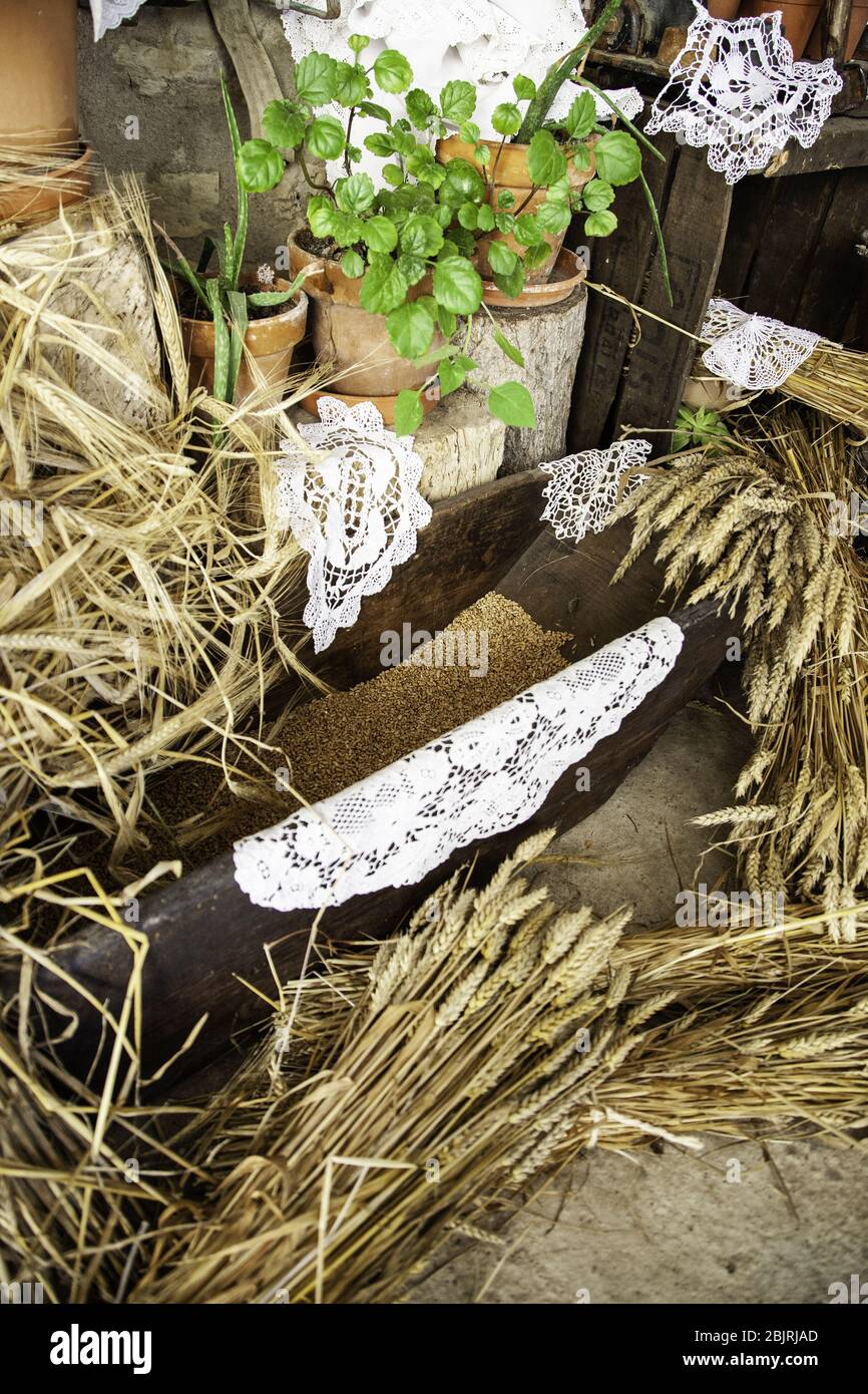 Dried wheat on a farm, detail of cereal, healthy food, diet Stock Photo ...