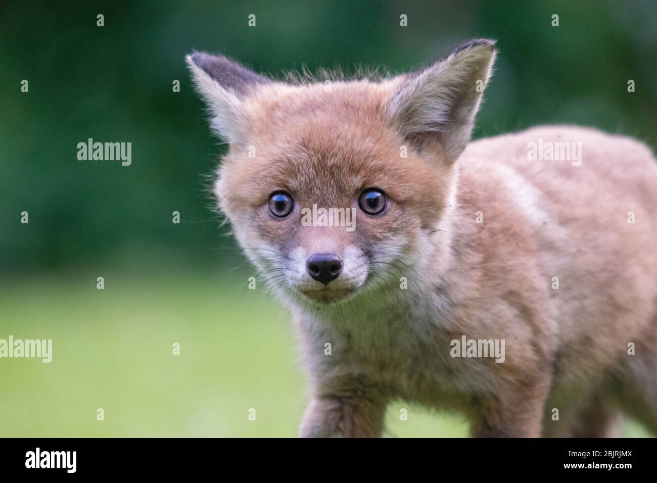 Urban cubs hi-res stock photography and images - Alamy