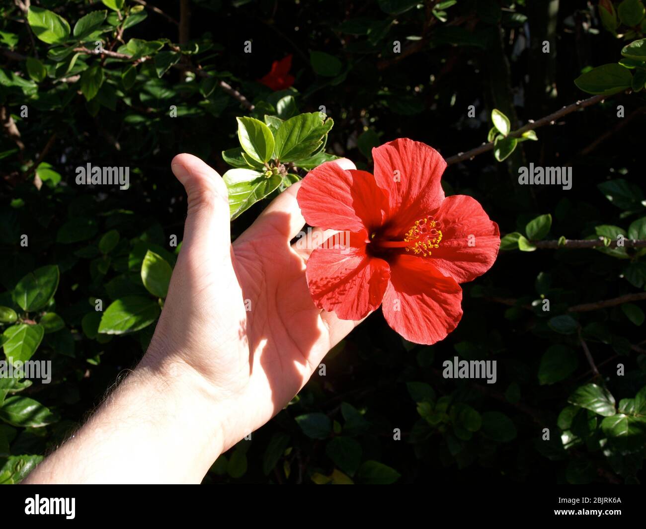 Hand holding red flower in Malta Island Stock Photo - Alamy
