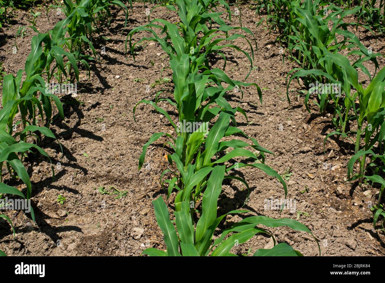 Sweet corn growing in the home garden Stock Photo - Alamy