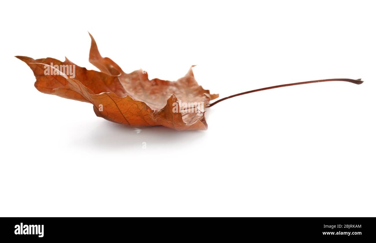 Beautiful autumn leaf on white background Stock Photo - Alamy