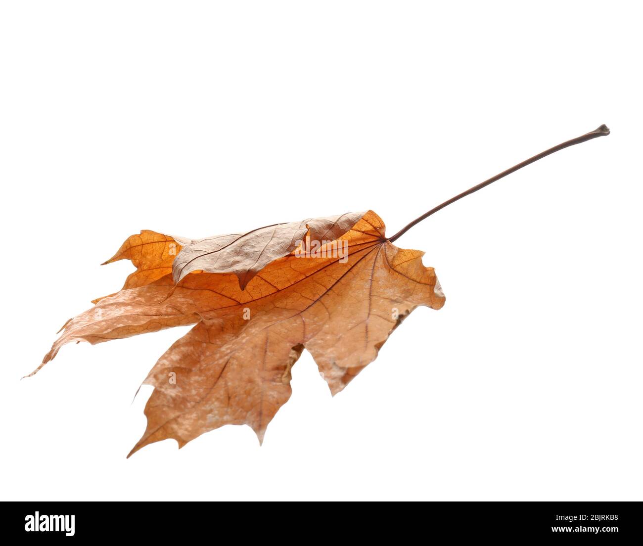 Beautiful autumn leaf on white background Stock Photo - Alamy
