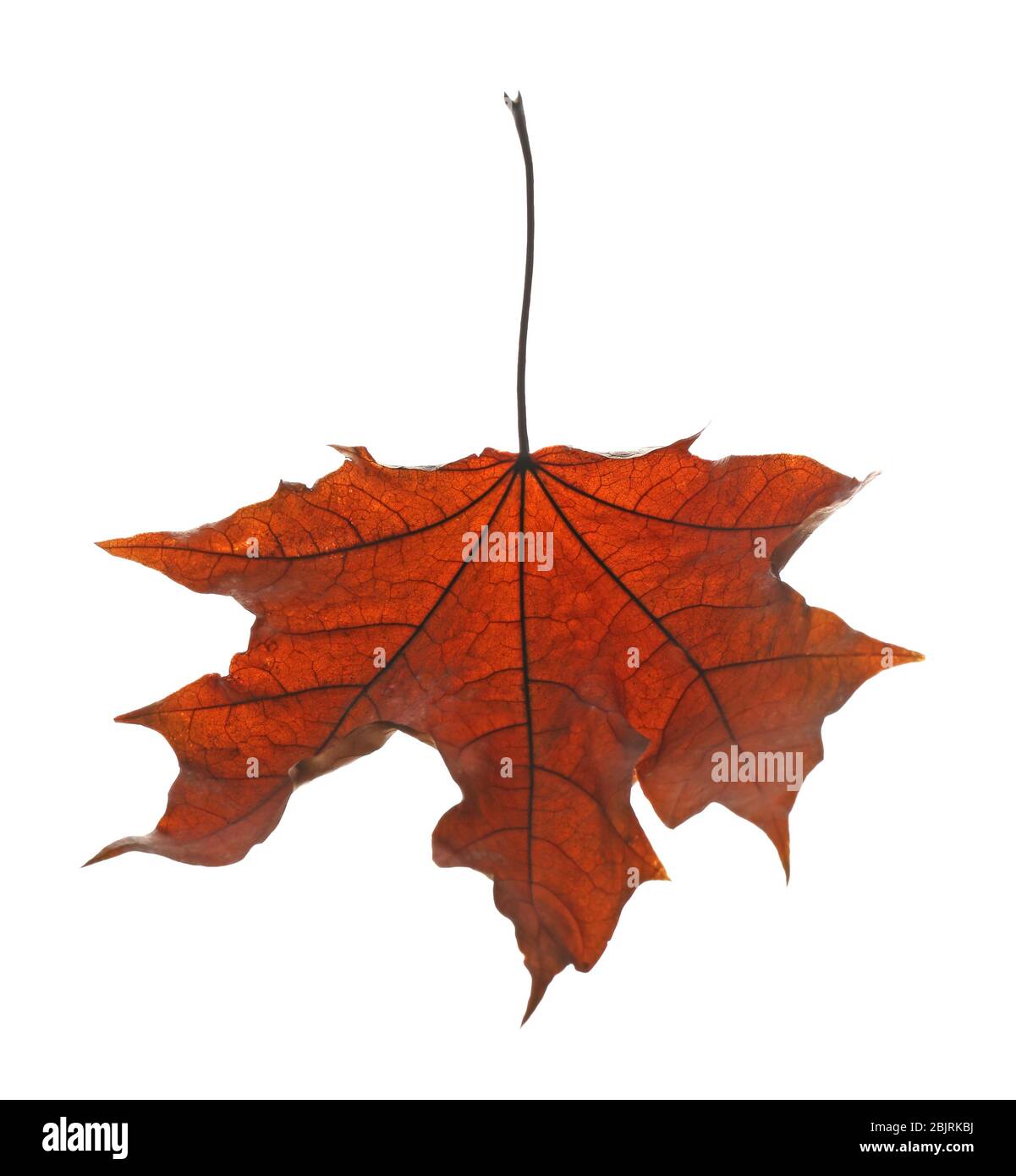 Beautiful autumn leaf on white background Stock Photo - Alamy