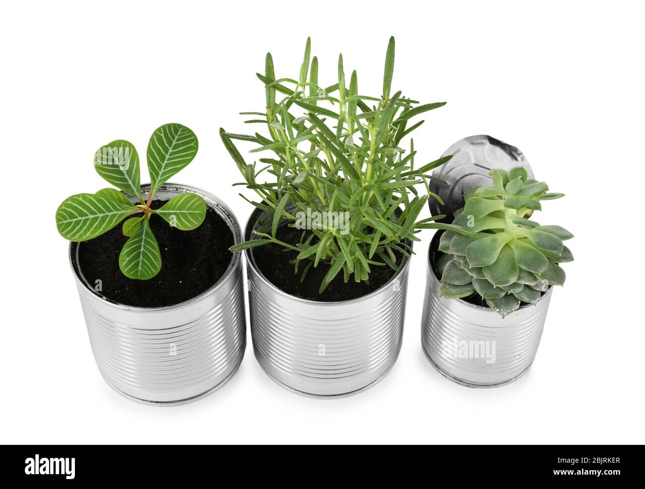 Aluminum cans used as containers for growing plants on white background ...
