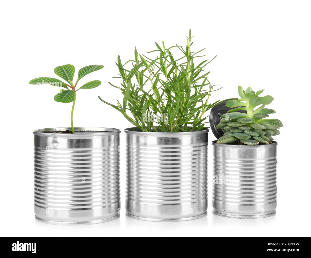 Aluminum cans used as containers for growing plants on white background ...