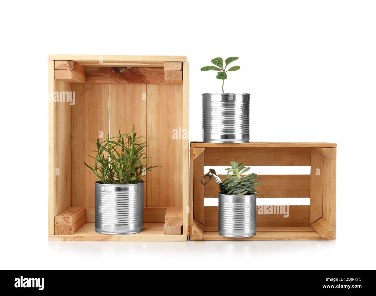 Composition with cans used as containers for growing plants on white ...
