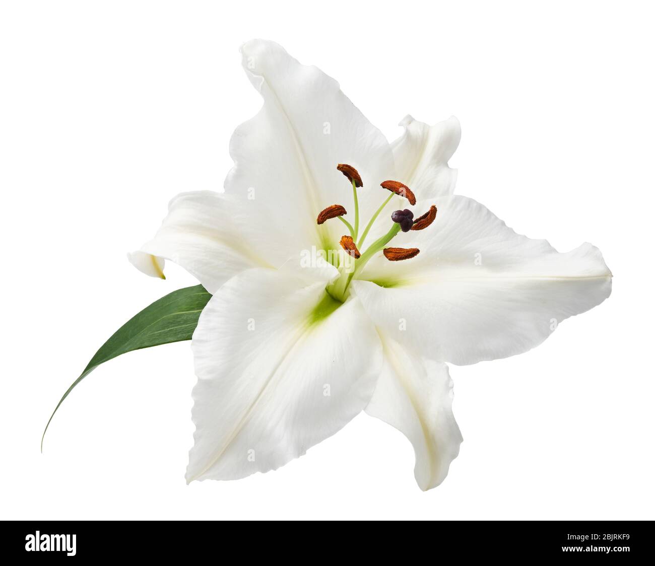 Flower white lily isolated on white background Stock Photo - Alamy