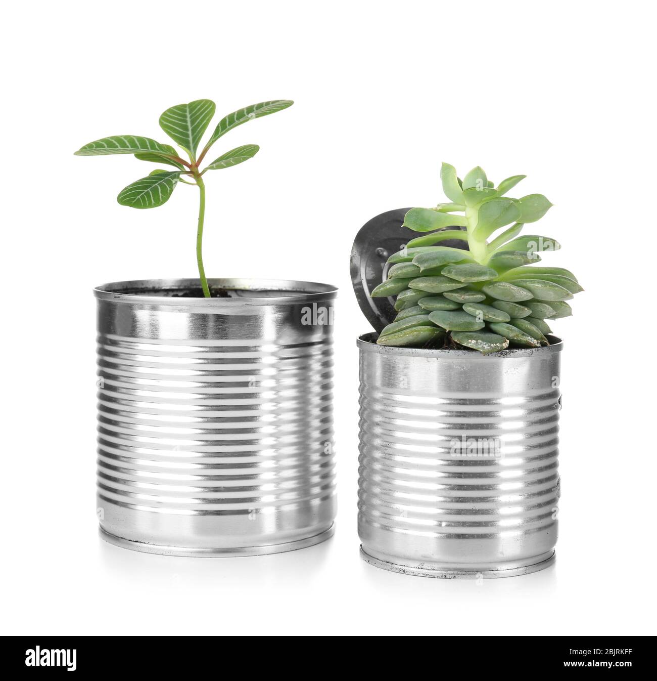 Aluminum cans used as containers for growing plants on white background ...