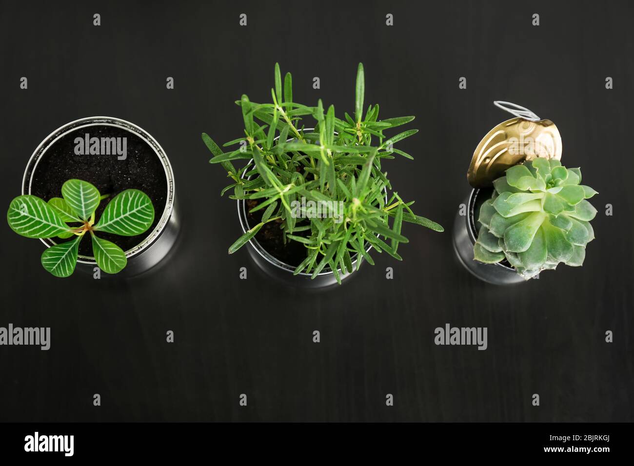 Aluminum cans used as containers for growing plants on dark wooden ...