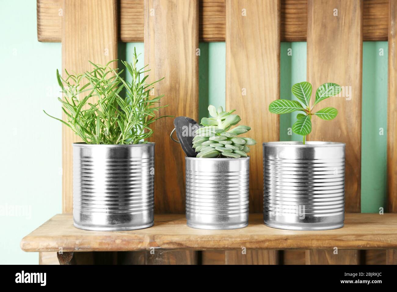Wooden shelf with aluminum cans used as containers for growing plants ...