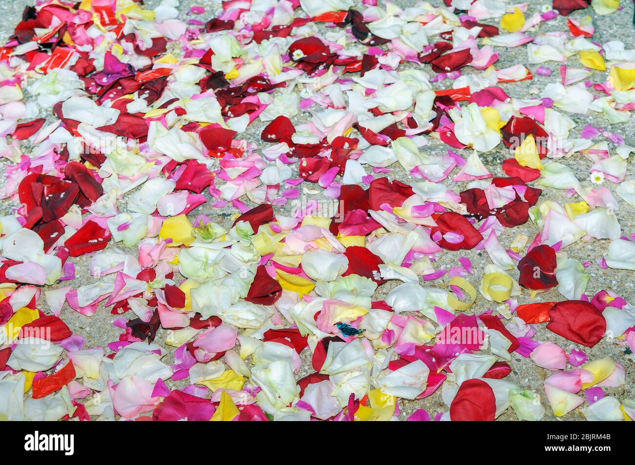 Different colored rose petals and rice scattered on the ground with ...