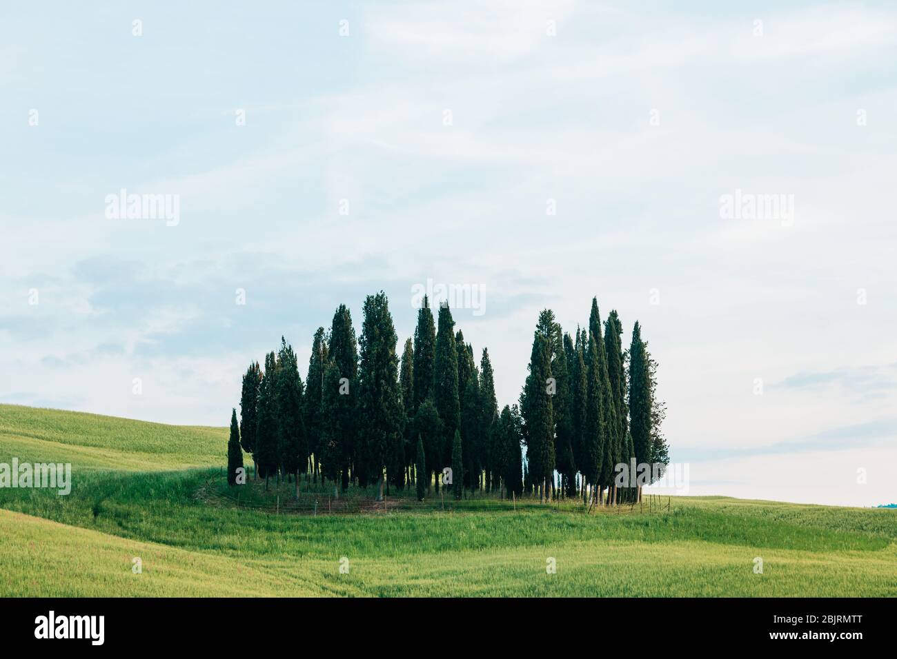 Group of cypresses in tuscany hi-res stock photography and images - Alamy