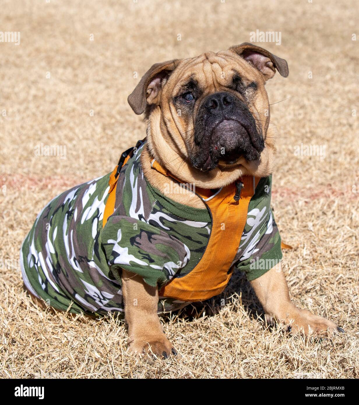 Canine in camo hi-res stock photography and images - Alamy
