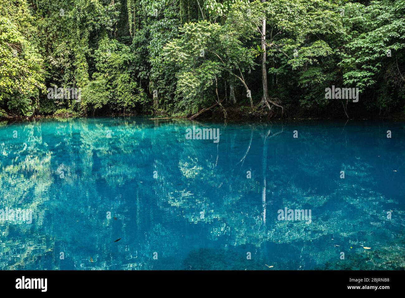Island Lagoon Of A Rainforest Fiji Reef And Rainforest