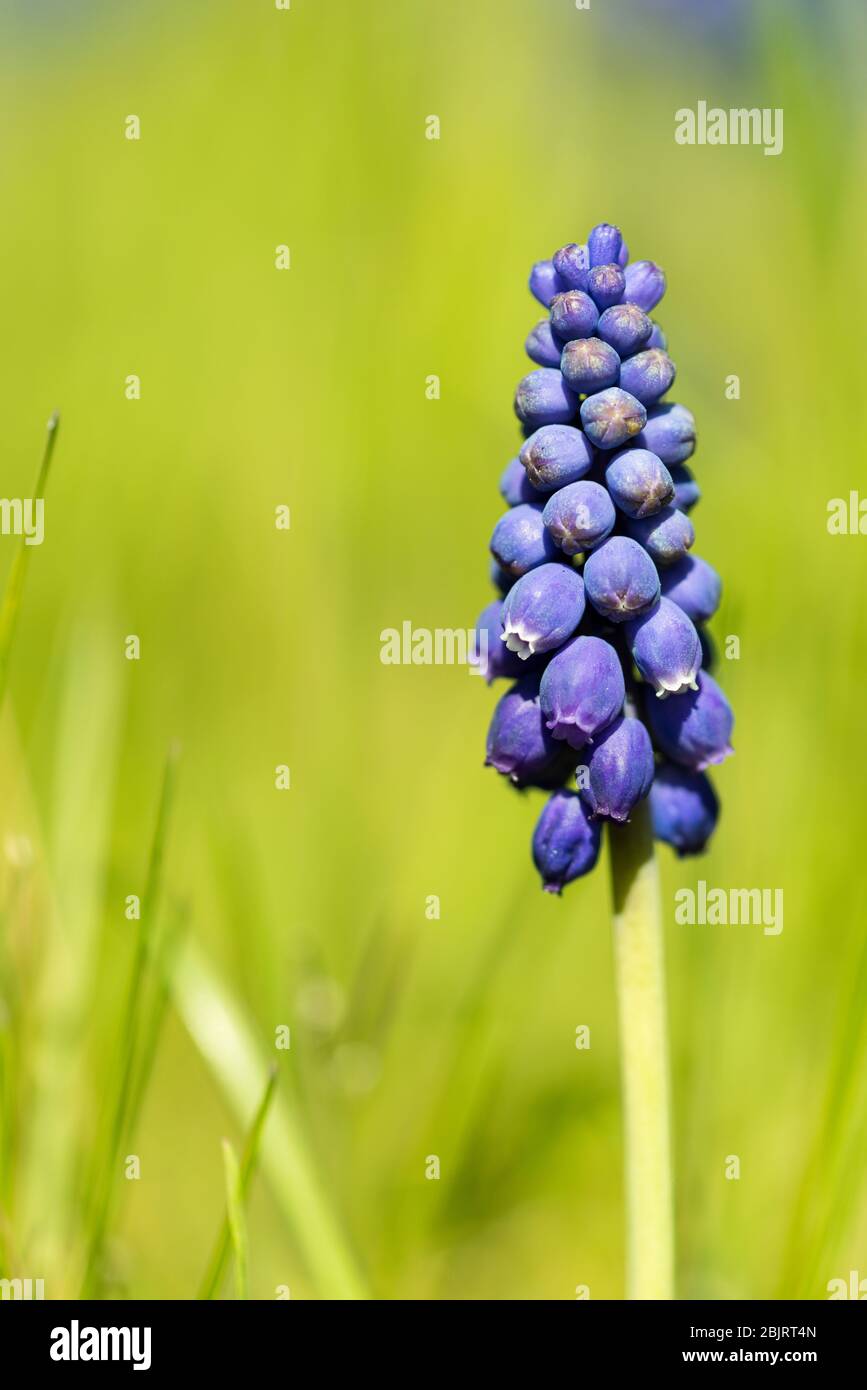 Espace copie hi-res stock photography and images - Alamy