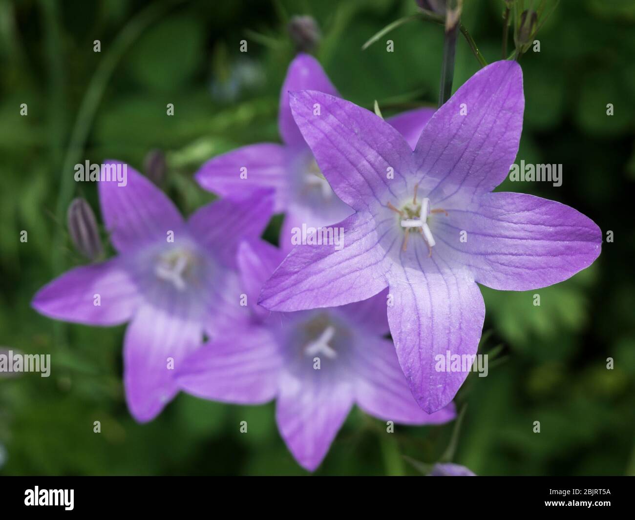 Bell flowers top view with green background Stock Photo - Alamy