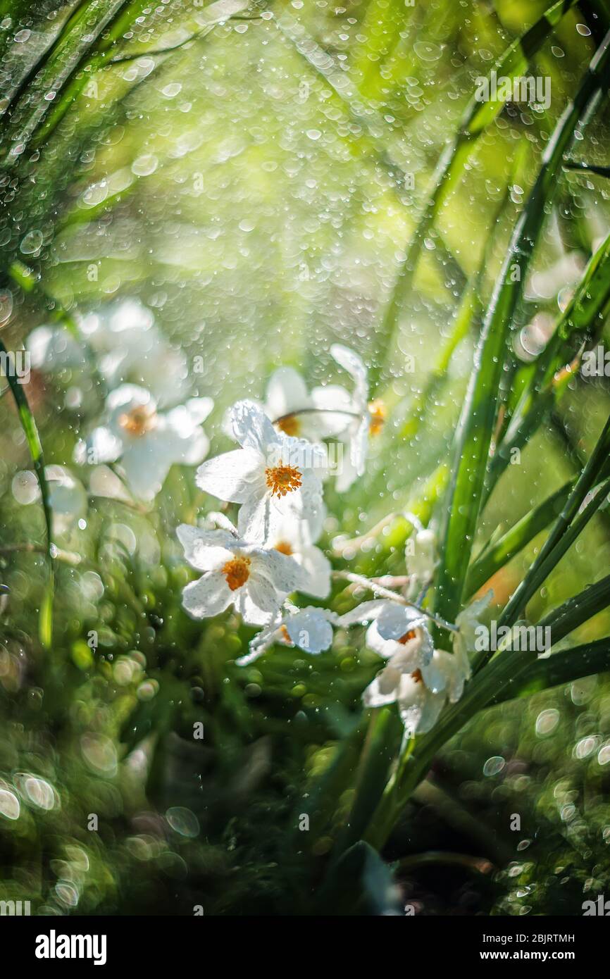 The single Japanese anemone or anemone hupehensis or thimble Chinese ...