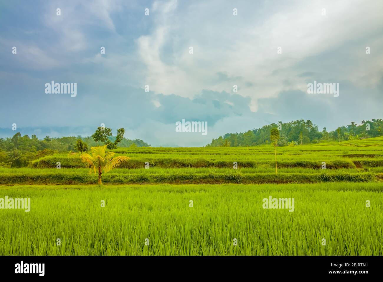 Indonesia. Rice fields on the island of Java. Cloudy evening Stock ...
