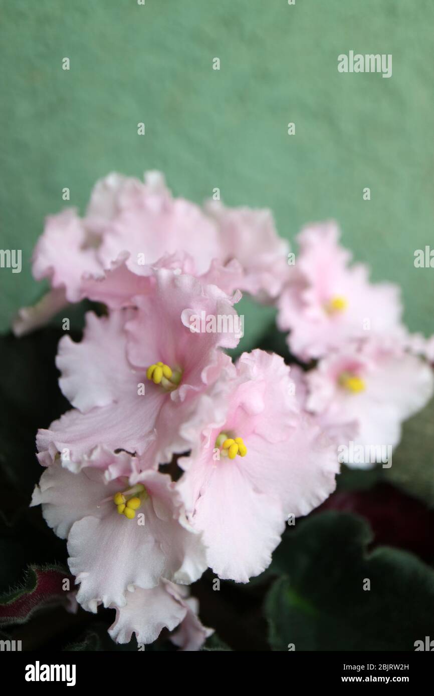 African violets hi-res stock photography and images - Alamy