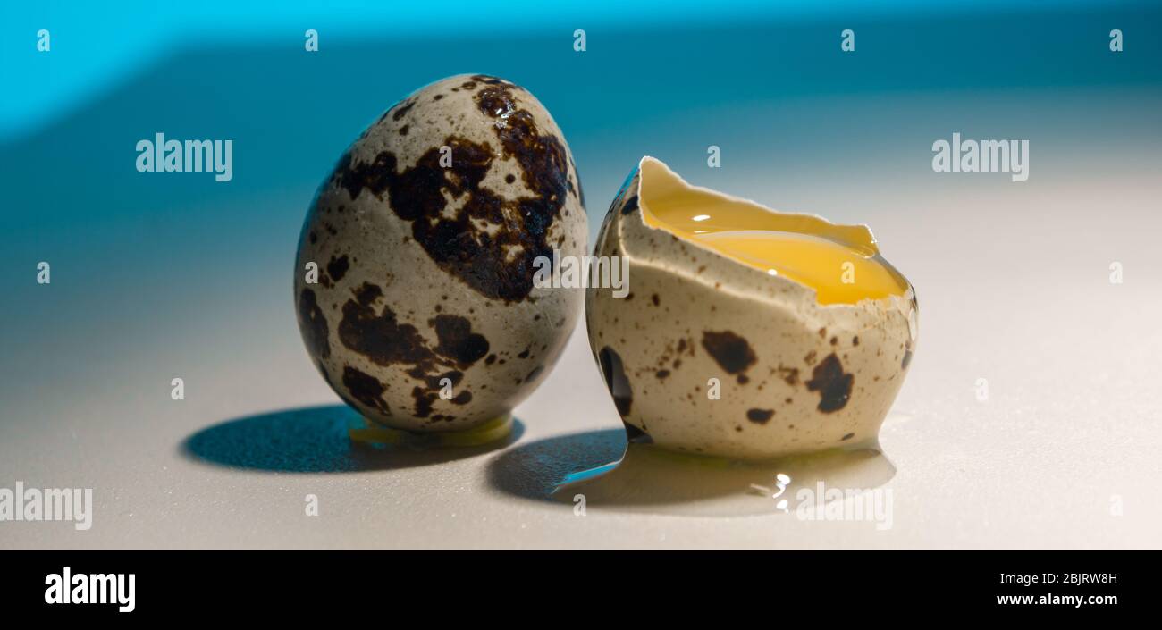 one broken quail eggs and a yolk light background and blue module light ...