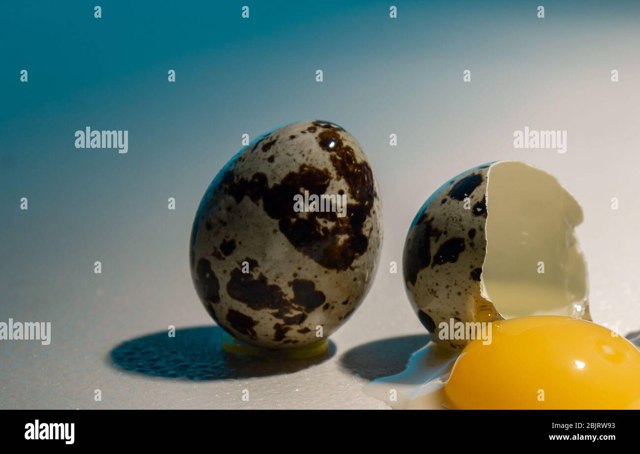 one broken quail eggs and a yolk light background and blue module light ...