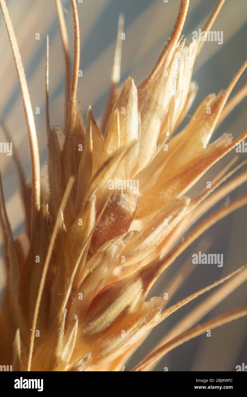 sprout wheat dry on a gray background. close up Stock Photo - Alamy