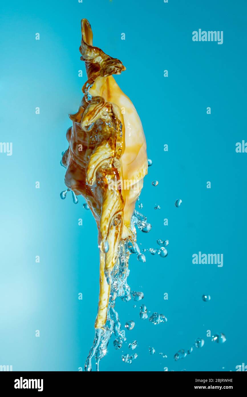 Sea shell pouring ice hi-res stock photography and images - Alamy